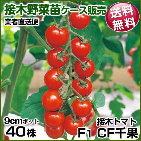 ●商品情報：「千果」タイプのミニトマトで、葉かび病（Cf9）、班点病耐病性品種。果色はツヤが美しい鮮赤色。糖度が高く、食味は極めてよい。●お届け状態：接木9cmポット苗 40株入り●果重（約）：15〜20g