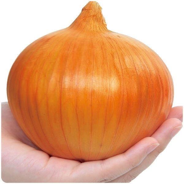 ●商品情報：病気に強く育てやすい、350gほどの大玉品種! 中晩生種で貯蔵性に優れ、うまくいけば翌年3月末頃まで長期間保存できます。歯切れ良い食感で甘味も強く食味抜群で、まさに玉ねぎ界のトップアイドルと言えるでしょう!●球重（約）：350g...