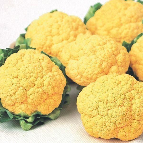 ●商品情報：直径10cmほどの花蕾で収穫できる、手のひらミニサイズ！ みずみずしく美味しくて、生食も可能です。加熱調理後も鮮やかなオレンジ色。日光で発色豊かになるため、縛葉は不要。●収穫部分：頂花蕾収穫●頂花蕾重（約）：350g ●早晩性：...