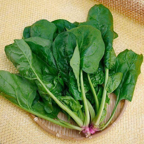 ●商品情報：味にこだわり抜いた最高傑作！とにかく味にこだわった極旨ほうれん草！ アクが少なく、エグミ・苦味がほとんど感じられないので、ほうれん草嫌いな人も是非挑戦して欲しい逸品です。草姿はやや立性で株張り良く、株元が鮮やかな紅色に染まります...