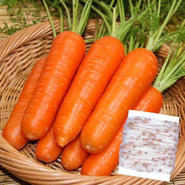●商品情報：優秀五寸人参！皮から中心まで見事な濃橙紅色で、甘味もたっぷり！ 暑さに強く、なんと夏・早春・春の3季まきが可能です。耐病性もあり肥大良く裂根が少ない！ 育て易く、味も良く、また作りたくなる逸品です。●お届け状態：種子（シーダーテ...