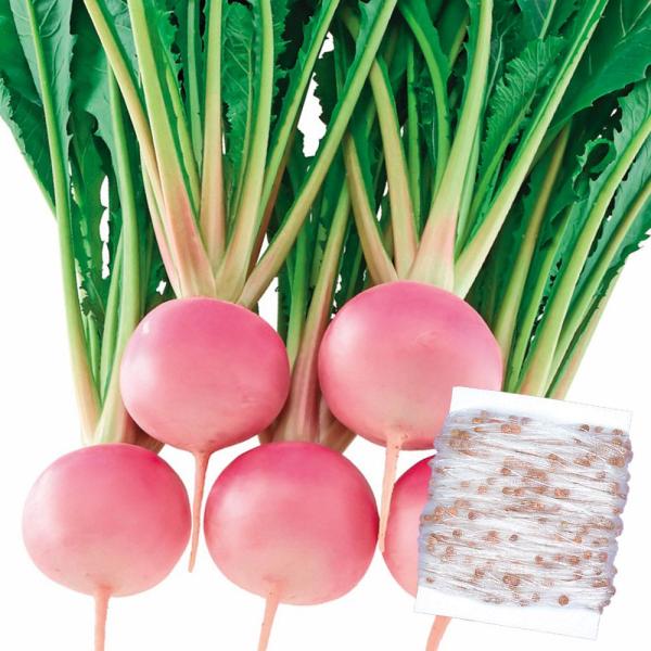 ●商品情報：珍しいピンク色のカブ。肉質は紅カブに近く、小カブよりしっかりしている。球形は厚みのある厚扁円型、球内は白色で、食味抜群！ 酢漬けにぴったり。●お届け状態：種子（シーダーテープ)●テープ長：10m●間隔とセット数：5cm間隔に3粒...