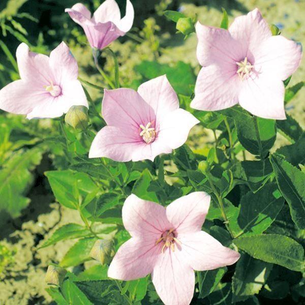 ●商品情報可憐な薄桃色の一重咲き   ●お届け状態種子   ●発芽適温 15〜20℃   ●分類多年草   ●開花時期7〜8月   ●草丈60cm   ●栽培適地庭・鉢・切花   ●備考播種や植え付け後の栽培条件、天候等によりその結果が異な...