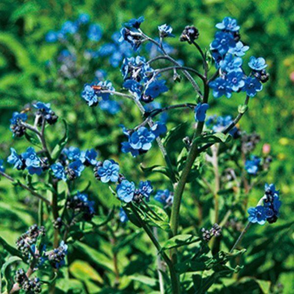 ●商品情報淡いブルーの花が夏の間ずっと長続きします。花壇や切花にも！   ●お届け状態種子   ●発芽適温 18〜20℃   ●分類1年草   ●開花時期4〜7月   ●草丈50cm   ●栽培適地庭・鉢・切花   ●備考播種や植え付け後の...