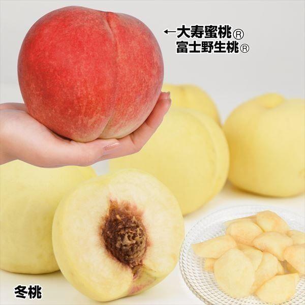 ●セット内容：大寿蜜桃R （富士野生桃R台） 1株、冬桃 1株●商品情報大寿蜜桃：最大1kg(平均450〜550g)の巨大モモ!  糖度16〜18度の甘さで美味! 冬桃：冬に収穫するモモ!  香り良く糖度約20度。有袋栽培で美しい白桃に。果...