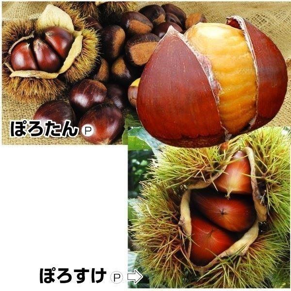 ●セット内容：ぽろたんPVP 1株、ぽろすけPVP 1株●商品情報：渋皮が簡単にむける画期的なクリセットぽろたん：果重約30ｇ、肉質は粉質で、大変甘くて食味抜群ぽろすけ：果重約21g、肉質粉質で甘くて美味。●お届け状態：接木１年生根巻苗●分...