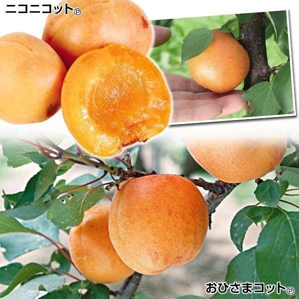 ●セット内容：ニコニコットPVP 1株、おひさまコットPVP 1株●商品情報ニコニコット：糖度約13度で酸味少なく生食に向くアンズ!  果重約90g。超豊産性!! おひさまコット：糖度約12度と甘くて美味しい。果重110〜120gの巨大アン...