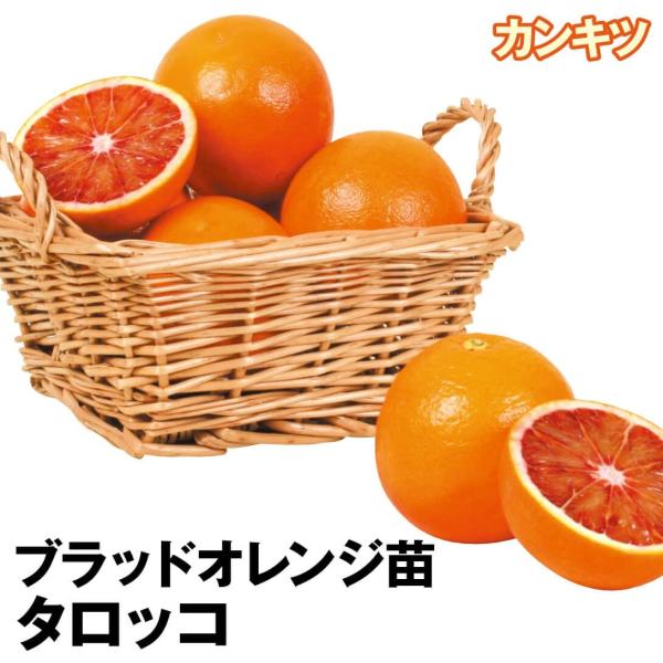 ●商品情報:「ブラッドオレンジ」の代表品種。甘くて爽やかな酸味が美味しさを引き立て、濃厚な味わい! 生食のほか、フレッシュジュースにも。果重約180g。●お届け状態:接木1年生根巻苗●分類:常緑樹●収穫期(約):3〜4月●生長後の樹高(約)...