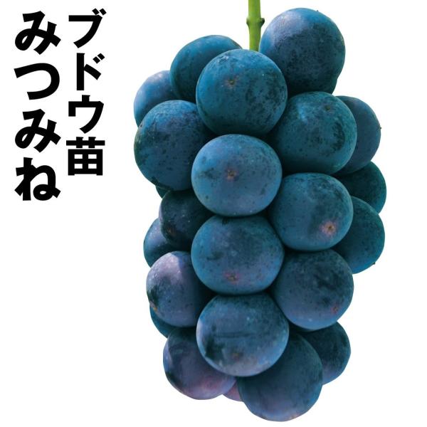●商品情報：有望な巨峰系品種「紫玉」の枝変わり品種。果重が最大30ｇで平均20ｇとなる円形の大粒ブドウ。また、巨峰よりも7〜10日ほど早く収穫することが可能で、甘くて美味しい立派な紫黒ブドウが、お盆頃に収穫できる有望品種。１房あたり25〜3...