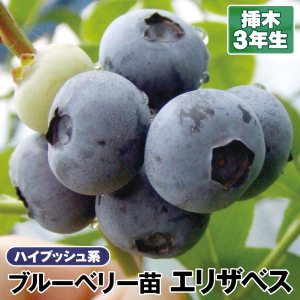 ●商品情報：超大粒ブルーベリー!!  糖度約15度と高く、風味良い果肉は、大変美味。晩生の半直立性品種。●お届け状態：挿木3年生ポット苗●分類：落葉〜半常緑樹●系統：ハイブッシュ系●生長後の樹高(約)：1〜1.5m●収穫時期(約)：6〜7月...