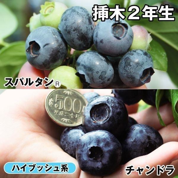 ●セット内容：チャンドラ挿木2年生苗 1株、スパルタン(R)挿木2年生苗 1株●商品情報チャンドラ：「最大500円玉サイズになる幻のブルーベリー」と話題に。しかも美味! スパルタン：大変甘味強く美味しい早生種!  収穫後期まで大粒ブルーベリ...