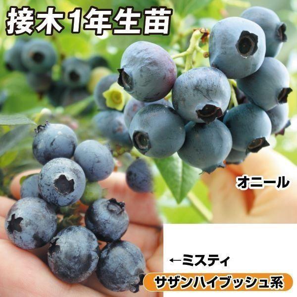 ●セット内容：オニールR接木1年生苗 1株、ミスティ接木1年生苗 1株●商品情報オニール：糖度が約13度と高く甘くて風味最高! 最大で3gになる大粒になるブルーベリー。サザンハイブッシュ系の中で最早生品種。豊産性。ミスティ：摘果すると100...