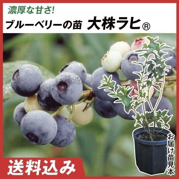 ●商品情報今夏収穫予定の大株ブルーベリーラビットアイ系の中でもトップクラスの甘さ(糖度約13度)を誇るブルーベリー!! 日もち性良く、収穫期が長く楽しめます。●お届け状態挿木4〜5年生24cmポット苗●分類落葉〜半常緑樹●系統ラビットアイ系...