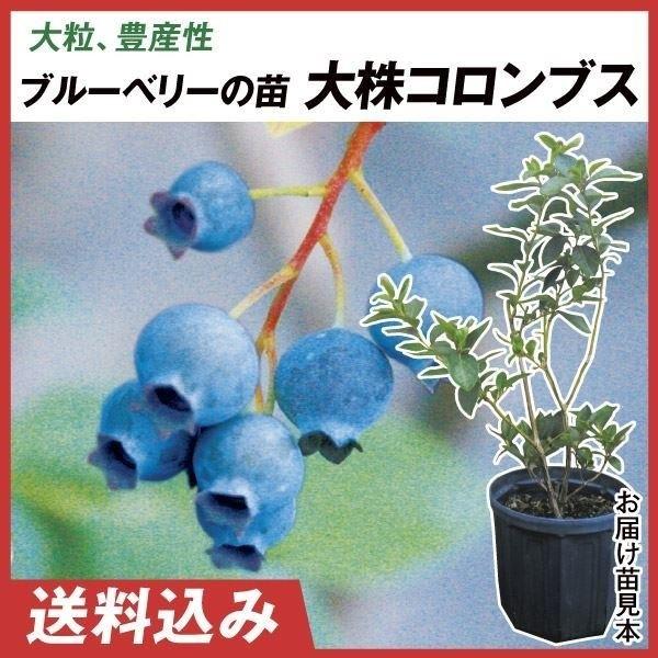 ●商品情報今夏収穫予定の大株ブルーベリー1粒3〜4gの大粒。熟すと美しい濃青色に着色します。早生の豊産性種。●お届け状態挿木4〜5年生24cmポット苗●分類落葉〜半常緑樹●系統ラビットアイ系●実の収穫時期(約)7〜9月●生長後の樹高(約)1...