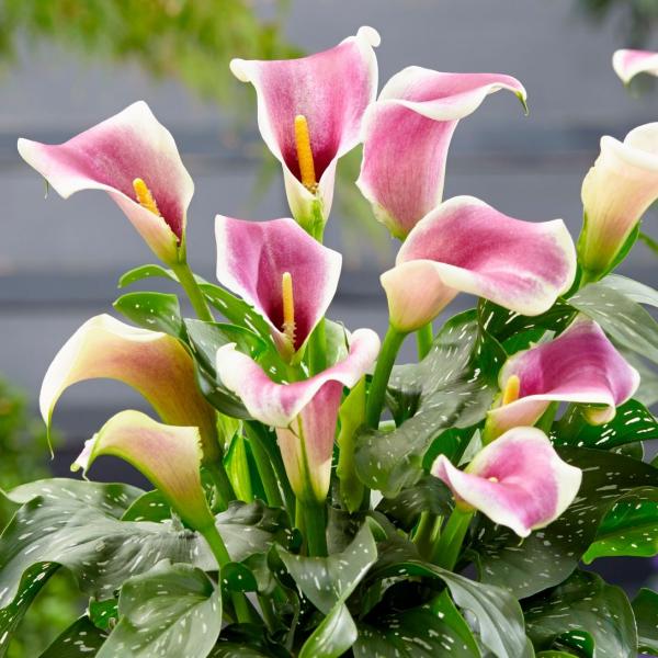 ●学名・英名：Zantedeschia Picasso●商品情報：すらりとした花形で、切花でも人気が高いカラー。白と紫の花色の美麗花。サトイモ科。主に南アフリカが原産。●お届け状態：球根(球周約14cm)●開花期(約)：6月●草丈(約)：3...