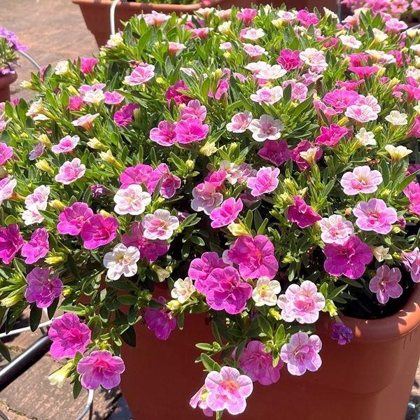 ●商品情報：花色が移り変わり、綺麗なグラデーションが楽しめるカメレオンシリーズ。花期が長くて分枝多いので、たくさんの花を楽しめます。とても強健で育てやすい。   ●お届け状態：ポット苗   ●分類：多年草   ●開花期：春〜秋   ●草丈：...