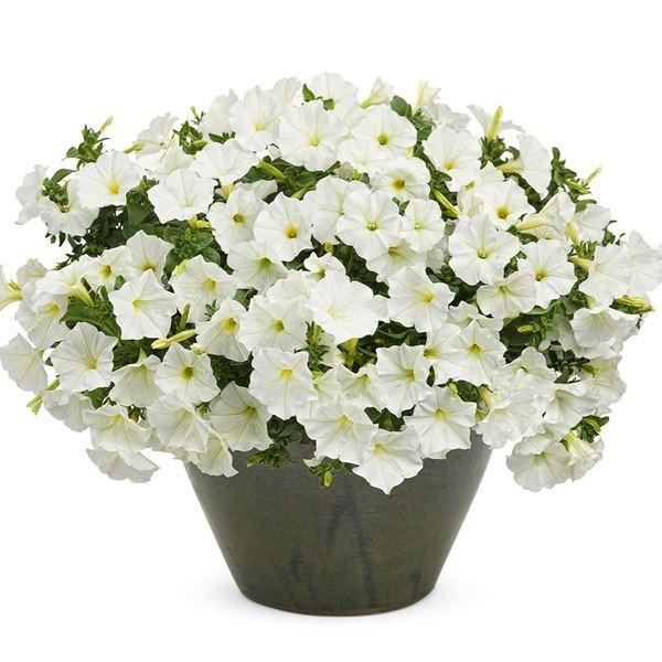 ●商品情報：日本の真夏の試験を乗り越えたペチュニアの中の優秀品種「スーパーチュニアR」シリーズ。１株で直径６０〜８０ｃｍにまで広がる！暑さや蒸れに強く傷みにくく、たとえ傷んでも驚異の回復力で元通りに。摘芯なしでも分枝するから管理は楽々♪登録...