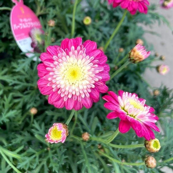 ●商品情報：花火のように美しい、高性変わり咲きマーガレット。   ●お届け状態：ポット苗   ●分類：多年草   ●開花期：春〜秋   ●草丈：20〜30cm   ●日照：日なた   ●耐寒性：強   ●用途：庭・鉢