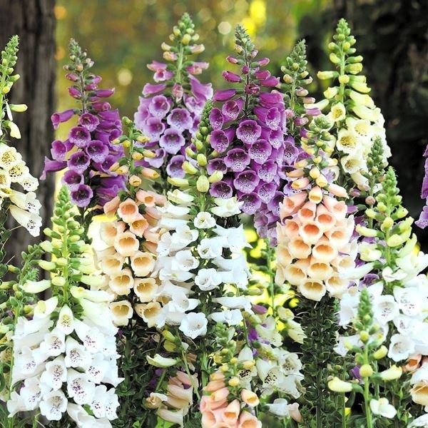 ●商品情報：ベル形の花をつけ、すらっと花茎を伸ばす姿がとっても優雅!英国風ガーデンにおすすめです。   ●お届け状態：9cmポット苗   ●分類：多年草   ●草丈(約)：60cm   ●開花期：夏   ●花径：5〜7月   ●日照：日なた...