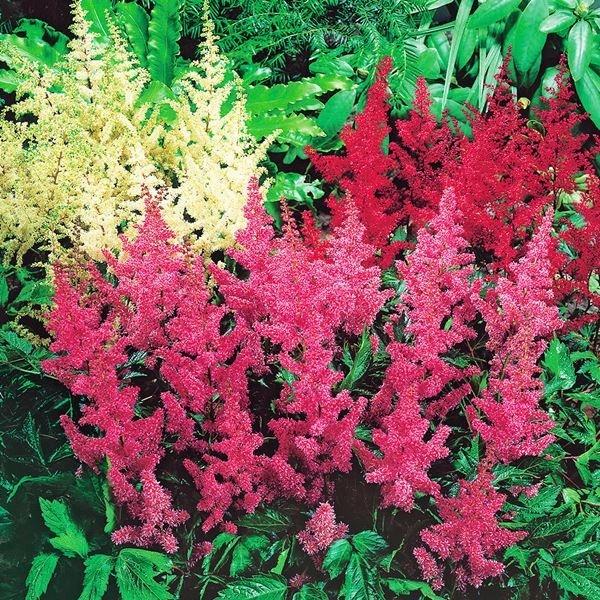 ●商品情報：耐暑・耐寒性抜群のアスチルベ。強健で栽培簡単。   ●お届け状態：素掘苗   ●分類：多年草   ●開花期：5〜8月   ●草丈：60〜80cm   ●日照：日なた・半日陰   ●耐寒性：強   ●栽培適地：庭・鉢・切花