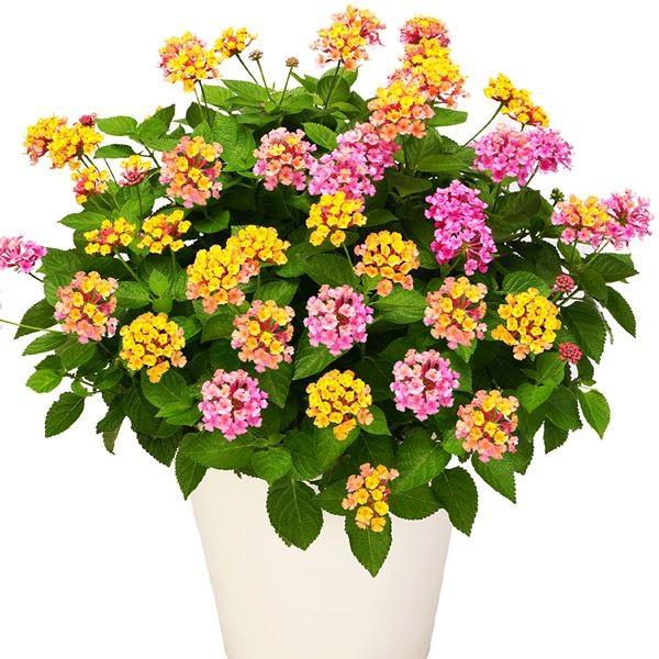 ●商品情報：休みなく咲き続ける超強健ランタナ!!従来のランタナと比べ非常に分枝が良く、圧倒的な花つきを誇ります。こんもりと自然に丸くまとまる草姿。花は途切れることなく次々と開花します。出願名：LAN17302   ●お届け状態：ポット苗  ...