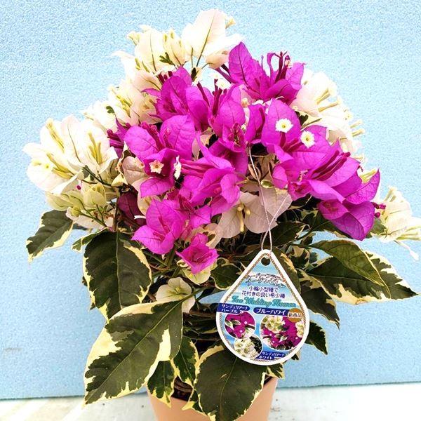 ●商品情報：サンデリアーナホワイトとサンデリアーナパープルの二色植えでお届け！斑入葉も見応え抜群！！サンデリアーナは小輪小型種で、花つきがよい希少な品種です。   ●お届け状態：10.5cmポット苗   ●分類：非耐寒性多年草   ●開花期...