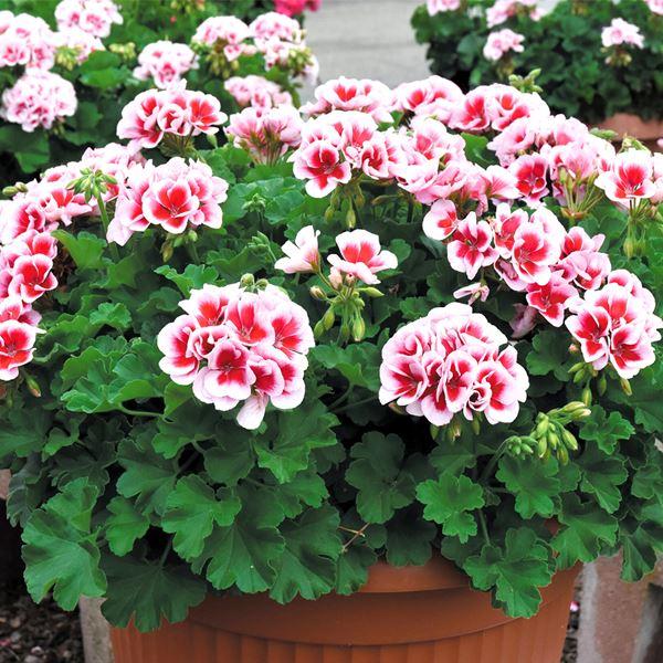 ●商品情報：大きな花房に鮮やかな発色の花弁で、とてもよく映える美しい花姿。夏の暑さにも負けず、強く生育しながら花を咲かせます。丈夫で病気に強く栽培しやすい。品種登録出願予定。   ●開花期：春〜晩秋   ●草丈：40〜50cm   ●日照：...