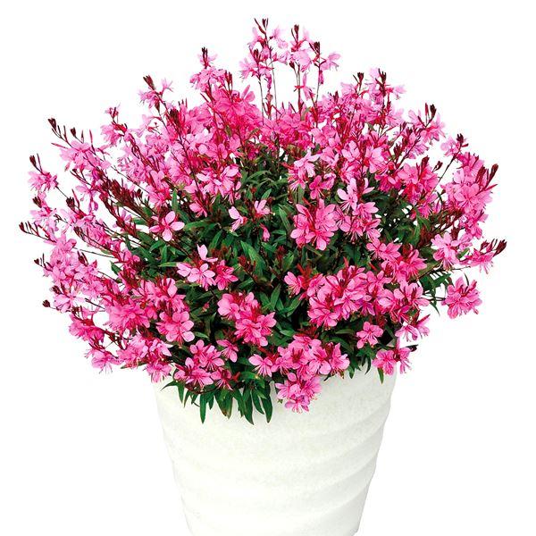 ●商品情報：分枝性が非常に強く、花数が多い。暑さに強く、秋まで長ーく開花します。登録名：REDGAPI   ●お届け状態：ポット苗   ●分類：耐寒性多年草   ●開花期：春〜秋   ●草丈：20〜30cm   ●日照：日なた   ●耐寒性...