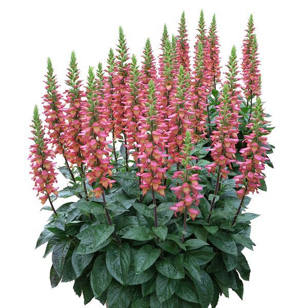 ●商品情報：驚異の分枝力!連続開花するハイブリッドジギタリス。登録名：DG09-4   ●お届け状態：ポット苗   ●分類：半耐寒性多年草   ●開花期：晩春〜秋   ●草丈：100cm〜   ●日照：日なた・半日陰   ●耐寒性：強   ...