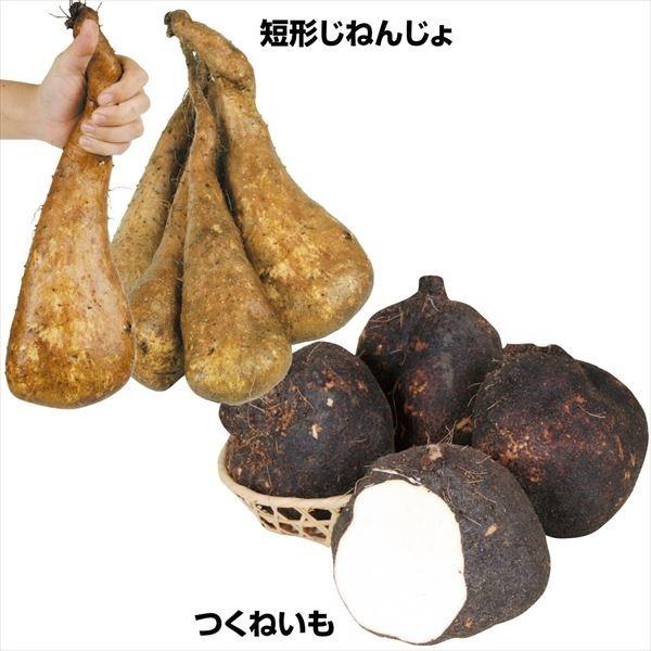 ●セット内容：短形じねんじょ ５個つくねいも １０個●商品情報：弊社で断トツで人気の山イモのセット●お届け状態：種イモ※切イモまたは一本種でお届け●収穫期(約)：11〜12月●性質：つる性●日照：日なた●栽培適地：畑