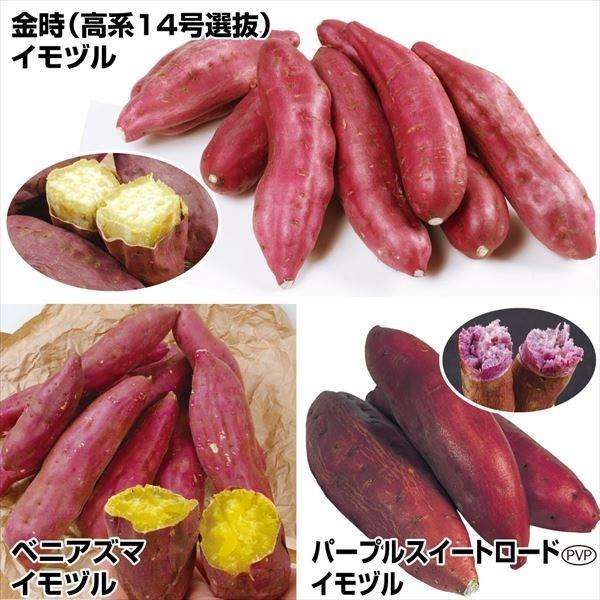 ●セット内容金時(高系14号選抜)ベニアズマ パープルスイートロード●商品情報：定番の大人気イモヅルセット●お届け状態：イモヅル●性質金時：粉質ベニアズマ：粉質パープルスイートロード：粉質●備考：ご注文の早い方から、5月中旬より順次発送いた...