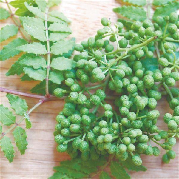 ●商品情報：葉は香り付けに、未熟果はつくだ煮に、完熟果は香辛料にと、山椒は用途多彩な木ですが、突然枯れるという欠点を持っています。その欠点を補う為に、性質の強い台木に接木したウルトラ品種！その結果、突然枯れることもほぼなくなりました。１本で...