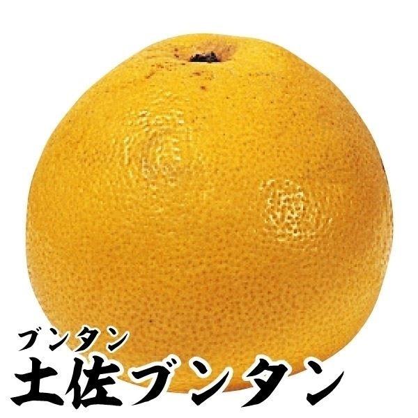 ●商品情報：果肉が締まり食感抜群! ブンタンの中で最も苦味少なく食べやすい。●お届け状態：接木1年生根巻苗 ●分類：常緑樹 ●収穫期(約)：12月中旬〜●生長後の樹高(約)：2.5〜3m●日照：日なた●耐寒性：中●栽培適地：庭・鉢●栽培ポイ...