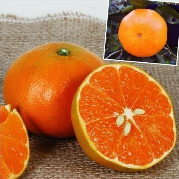 ●商品情報：最高糖度17.1度を記録した極甘カンキツ! 平均糖度でも15.1度になり、酸味がわずかなので、とっても甘〜い。オレンジの良い香りがあふれ、じょうのうが薄くタネもごくわずかなので食べやすく食味も抜群。露地栽培も可能ですが、かいよう...