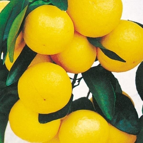 ●商品情報：日向夏の変異種。果肉はやわらかくジューシーで爽やかな風味。しかもほぼタネなしの日向夏! 豊産性で果重約200g。●お届け状態：接木1年生根巻苗●分類：常緑樹●実の収穫期(約)：5月上旬〜●耐寒性：中/冬は霜除けしてください●日照...