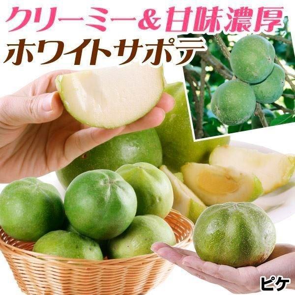 ●商品情報：ピケはホワイトサポテの中でも特に実つき最高! 樹形コンパクトで育てやすい。食味も良い大玉種(果重250〜300g)。【ホワイトサポテ】クリーミー＆甘味濃厚なメキシコの珍果! シロサポテとも。バナナやアボカドのようなクリーミーな食...