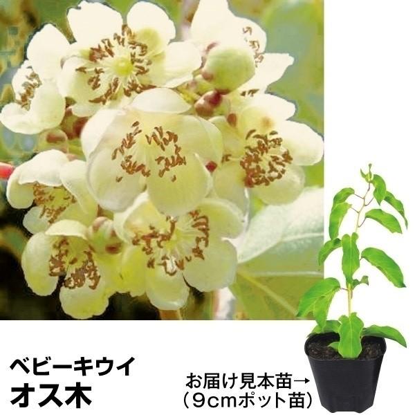 ベランダで鉢植え栽培も出来る!●商品情報：ベビーキウイのオス木。非常に樹勢のあるオス木で8〜10ｍに生長し、花粉をたくさん出します。オス木1本で、メス木5本程度まで授粉できます。●お届け状態：挿木9cmポット苗小さい苗となります。●分類：つ...