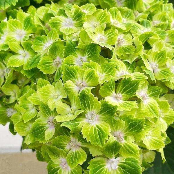 ●商品情報：マジカルラプソディーは、緑色がだんだんと濃くなっていくグリーンアジサイ!! 切花にもオススメです。秋には赤色になります。変化する花色を楽しめるマジカルシリーズ!! 花弁が強く花が長もちで、上手に管理すると秋のアンティークカラーま...