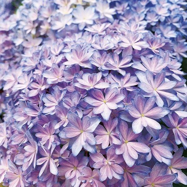●商品情報：業界トップクラスの育種家がつくった、大栄花園オリジナルあじさい!星形の八重咲き花は、豪華な手まり咲き!! ブルーとピンクが織りなす絞り咲きは、華やかで優雅。花茎が硬く切花にも最適!●お届け状態：挿木1〜2年生ポット苗(樹高約5〜...