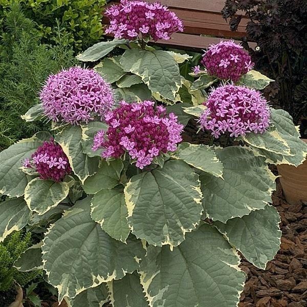 ●商品情報：濃い色の蕾と淡いピンクの小花が可愛い手毬咲きのボタンクサギ。明るい覆輪斑入り葉も美しい。●お届け状態：ポット苗(樹高約15〜30cm)●分類：落葉樹●花期(約)：夏●生長後の樹高(約)：1m●日照条件：日なた●耐寒性：強●栽培適...