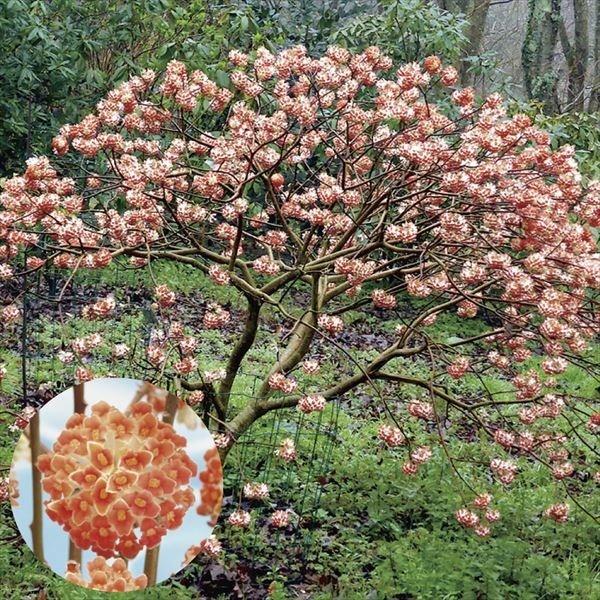 ●商品情報：ミツマタは枝が3本に分かれることが名の由来。紙幣や和紙の原料。筒状の花の内側が朱赤色になります。香りあり。●お届け状態：挿木1年生10.5cmポット苗●分類：落葉樹●開花期：3〜4月●生長後の樹高(約)：1〜1.8m●日照：日な...