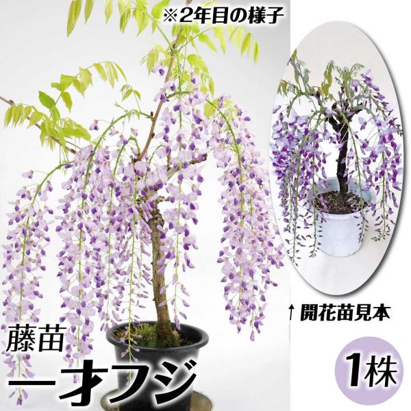 ●商品情報：フジは開花まで年数がかかりますが、こちらは小さいうちから開花する一才タイプ。しかも、今春すぐに楽しめる開花見込み株でお届けします。●お届け状態：接木2年生5号プラ鉢(樹高30〜40cm)●分類：つる性落葉樹●花期(約)：4〜5月...