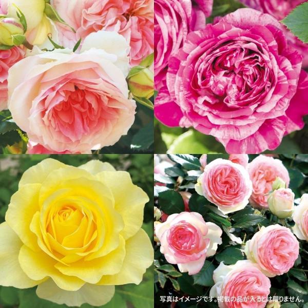 ●商品情報：驚きの低価格! バラ新苗ポット苗。手に入るのは今の時期だけ!つるバラの中から品種見計らいで3株お届けします。●お届け状態：新苗：接木1年生ポット苗●分類：落葉樹●日照：日向●耐寒性：強●栽培適地：庭・鉢・切花●備考※写真はイメー...