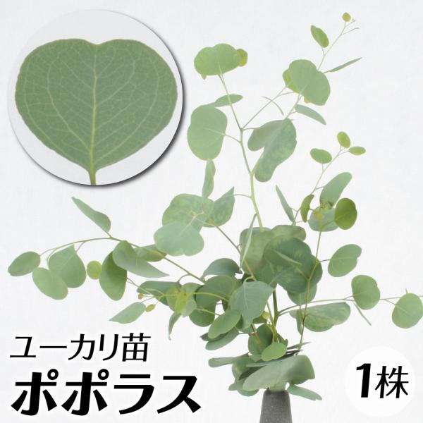 ●商品情報：丸やハート形の銀葉がかわいいユーカリ。シンボルツリーはもちろん、「ポポラスベリー」の名称で切花やドライフラワーなどでも人気があります。●お届け状態：12cmポット苗●分類：常緑樹●生長後の樹高(約)：5m●開花期：春●日照：日な...