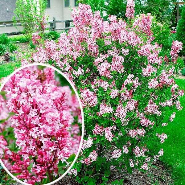 ●商品情報：蕾は濃桃色で開くと淡桃色の花は、株いっぱいに花を咲かせるほど花つき抜群なライラック!!コンパクトな樹形で、丈夫で育てやすい。●お届け状態：挿木2年生15cmポット●分類：落葉樹●開花期：4〜6月●樹高：約1〜2m●日照日なた●耐...