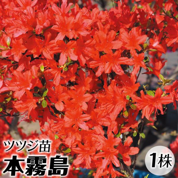 ●商品情報：キリシマ系ツツジ。赤花ツツジの代表的品種。もえるような緋紅色の花が、株を覆いつくすように咲き、満開時の姿は圧巻です!生垣など庭木に人気。●お届け状態：挿木2〜3年生ポット苗(樹高約10〜20cm)●分類：常緑低木●樹高(約)：1...