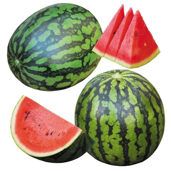 ●セット内容接木野菜苗 大玉スイカ 接木F1羅皇 2株接木野菜苗 大玉スイカ 接木F1羅皇ロング 2株