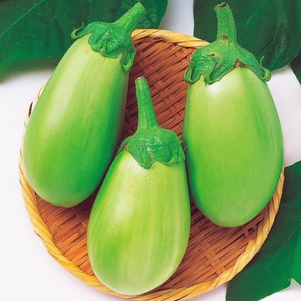 ●商品情報：耐暑性が強く、露地栽培に適した中生種。果肉は淡緑色でツヤがあり、アクが少ない。煮物がオススメ！●果長（約）：15〜20cm●お届け状態：接木9cmポット苗●備考：※接木苗、特にウリ科植物(ゴーヤ・キュウリ・メロン・スイカ)は、台...