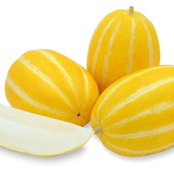 ●商品情報：糖度14〜15度にもなる甘いマクワ。果皮は美しい黄金に白い筋が入る白い筋が入り縞模様が美しい。草勢強く強健で育てやすい！●果重（約）：500〜700g●糖度（約）：15〜16度●お届け状態：実生9cmポット苗 ●備考：※ポットの...