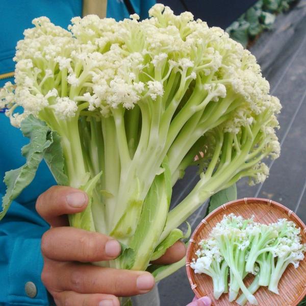 ●商品情報：新しいタイプの茎カリフラワーで、最初は従来品種のように締まった花蕾になりますが、１０日程おくと、花茎が伸びて花蕾部が緩んできます。茎がとっても甘くて柔らかいのが最大の特長!耐暑性、耐病性が強く育てやすい品種です。●頂花蕾重（約）...